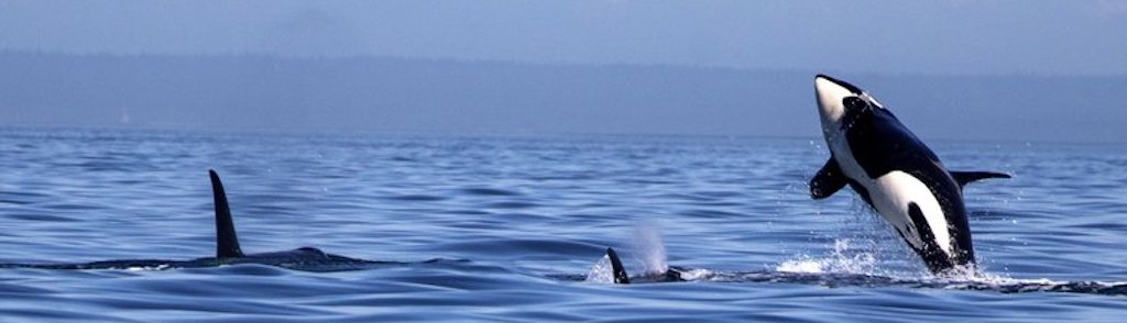 Orca Raises $20.5M for Amazon AWS, Microsoft Azure, Google Cloud ...